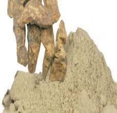 Shobhasavi Chobchini Smilax Glabara Powder - 1000g : Amazon.in: Health ...