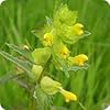 Amazon.com : New Fresh 100pcs Yellow Rattle Flower Seeds Generic ...