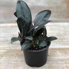 Rubber live plant | plant saplings (pack of 1) : Amazon.in: Garden ...