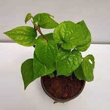 PlantaZee Betel Leaf Magai Paan Live Plant with Pot : Amazon.in: Garden ...
