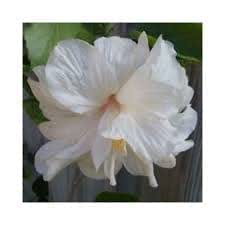 SelfLine | White Mix Jumbo Plant - Jaswand, Gudhal : Amazon.in: Garden ...