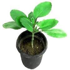 Hari Giver Garden™ Live Patharchatta Plant| Panfuti | Bryophyllum ...