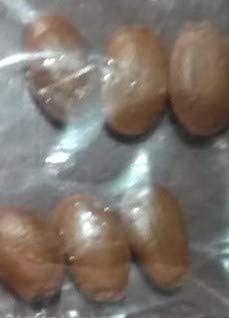 Buy MyHobbyGarden-Fruit-Seed-Soursop, laxman/hanuman phal Seeds-3 seeds ...