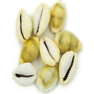 Buy Peeli Kaudi | Yellow Kaudi for Pooja Original Yellow Kaudi 9 Piece ...