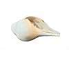 Amazon.com - Original Lakshmi Sangu Conch Shell Shankh for Pooja ...