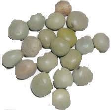 Forest Farming - Sagargota/Katkaranj/Fever Nut/Caesalpinia Bonduc/Vajra ...