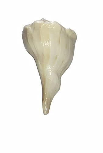 ADITYAA VASTU Dakshinavarti Laxmi Shankh Natural Valampuri Sanggu ...