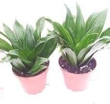 Amazon.com : Two Janet Craig Dragon Tree - Dracaena Fragrans - 4 Pot ...
