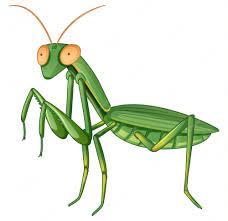 Connecticut State Insect