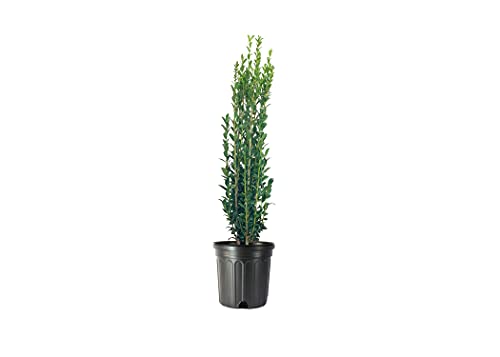 Sky Pencil Japanese Holly - 1 Live Gallon Size Plant - Ilex Crenata ...