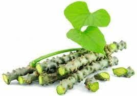 Siam Garden Giloy, Gulvel - Tinospora Cordifolia Live Plant with Free ...