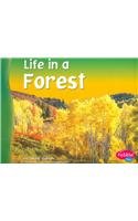 Life in a Forest (Pebble Plus: Living In A Biome): Lindeen, Carol K ...
