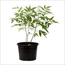 SelfLine | Medicinal Plant Neem (Azadirachta Indica) High Value - Rare ...