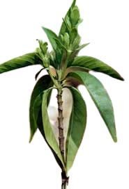 Prunus persica Aaru, Aadu, fruit Plant Phuniyee aaru, Outdoor Live ...