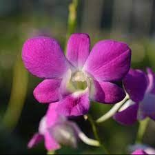 Click Orchid Dendrobium Emma Queen Burana Pink 220 Medium Size (Pink ...
