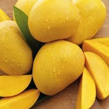 Green Volcano Hybrid Grafted Mango Live Plant Mangifera indica Chaunsa ...