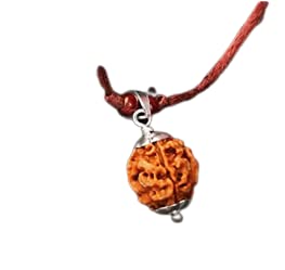 Growth India Solutions Purest Two Face Rudraksha Natural from Himalaya ...