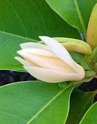 Uniquetree Chapa Flower Live Plant (Thai Variety Healthy Rare Plant ...