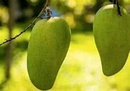 Live Fazli Mango Grafted Fruit Plant - Healthy Outdoor Plant PACK OF 1 ...