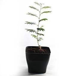 Shami plant,plant for shami (pack of 2) : Amazon.in: Garden & Outdoors