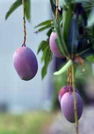 Exotica Orchids Blue Mango Plant - Grafted : Amazon.in: Garden & Outdoors