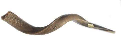 Amazon.com: 34"-36" Large Yemenite Kudu Horn Natural Shofar by Peer ...