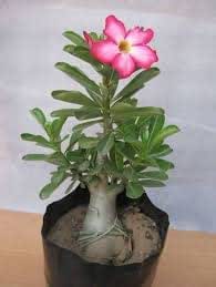 Ariya Flower Live Plant Rosy Adenium/Desert Rose Grafted Indoor Bonsai ...