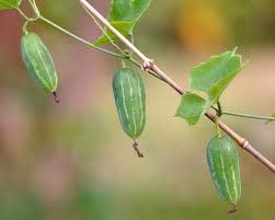 Buy ANURAJ FARMS IVY GOURDPLANT, THONDE KAYI, DONDA KAYI, Gentlemen’s ...