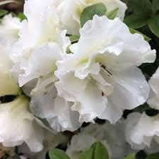 SOMNIA NURSERY Rare BEAUTIFUL" WHITE AZALEA "Healthy Live Plant For for ...