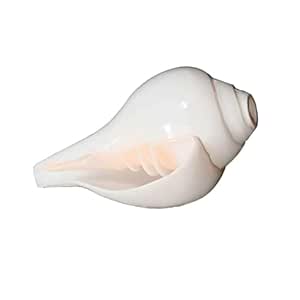 Blowing Shankh Original 5 inch Approx Original Lakshmi Sangu Conch Shell for Pooja Blowing Shank ...