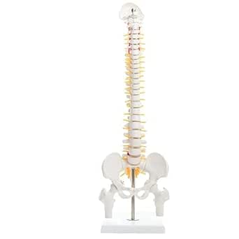 KSI LAB Human Vertebral Column Spine Bone Anatomy Educational Model ...