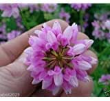 Amazon.com : Crown vetch-Penngift,Attractive,Perennial,Ground Cover ...