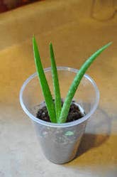 aloe vera 4 month old sapling plants, aloe vera, aloe : Amazon.in ...