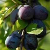 Pflaume 'The Czar' - Prunus 'The Czar' : Amazon.de: Garten