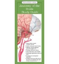 Illustrated Pocket Anatomy: Anatomy of the Brain Study Guide ...