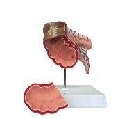 Kay Kay Industries Appendix & Caecum Model : Amazon.in: Industrial ...