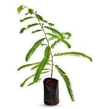 Henna Amla Sapling Plant, Amala, Indian-Gooseberryamla, Phyllanthus ...