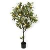 Baramasi lemon plant grafted (Pack of 1) : Amazon.in: Garden & Outdoors