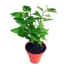 SelfLine | Herbal Combo Plant (Nagdon + Harjod + Dambel) Live Plants ...