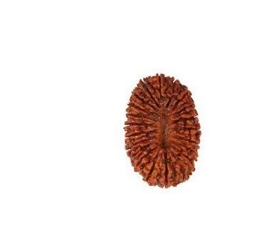 The Gallery Of Gemstones 21 Mukhi | 21 Face Lab Certified Genuine Nepal ...