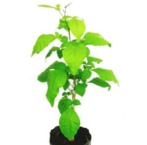 WooFLoo Live Bale Patra Plant - Sacred Bay Leaf (Cinnamomum tamala) for ...