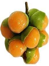 Amazon.com : New Fresh 25pcs mamoncillo Fruit Seeds Generic : Patio ...
