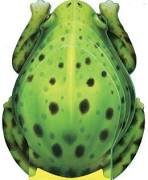 The Frog (Board Book) : Amazon.co.uk: Books