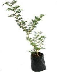 Shami patra plant,plant of shami patra (pack of 2) : Amazon.in: Garden ...