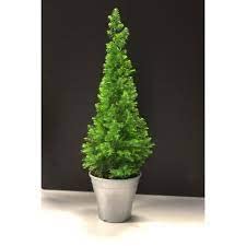 Uniquetree Christmas Jhau Tree Live Plant (Canadian Vairety Healthy ...