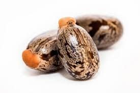 SelfLine| Arandi, Castor seeds - Pack Of 50 seeds : Amazon.in: Garden ...