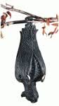 Amazon.com: Small 12in Hanging Halloween Bat Prop : Patio, Lawn & Garden