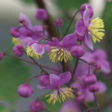 Amazon.com : New Fresh 100pcs Meadow-rue Flower Seeds Generic : Patio ...