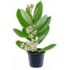 Vixenssell White Aak/Calotropis Gigantea/Madar Medicinal Plant with Pot ...