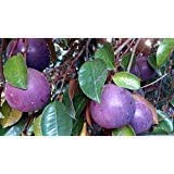 Gtech Garden Milk Fruit/Star Apple (Chrysophyllum cainito) GRAFTED ...